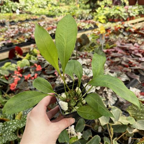Anthurium Gracile Steves Leaves