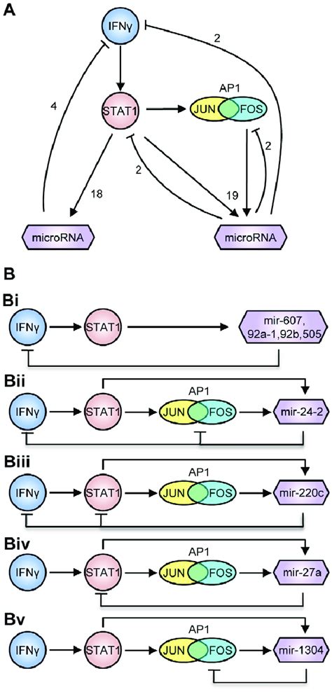 Feedback Network Motifs A Overall Representation Of The Feedback