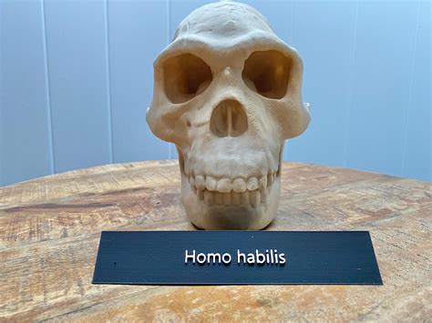 Homo Habilis Skull Replica Full Size Fossil Paleoanthropology Display