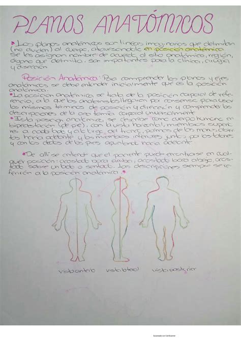 Solution Planos Anat Micos Studypool
