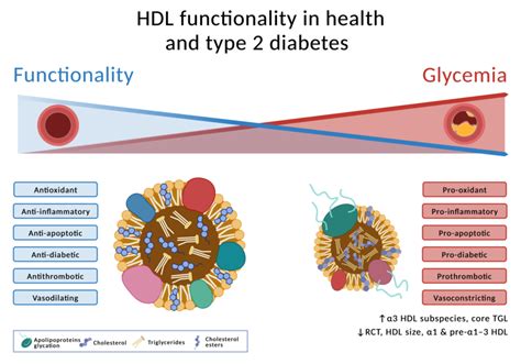 Hdl Functionality In Health And Type 2 Diabetes Mellitus Rct Reverse