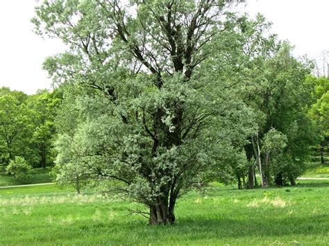 Nebraska State Tree Cottonwood Fast Growing Trees Shade Trees