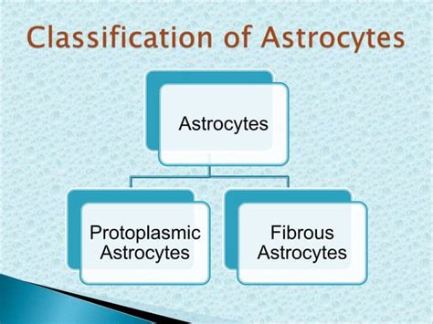 Presentation On Astrocytes PPTX Brain And Nervous System Disorders Diseases And Conditions