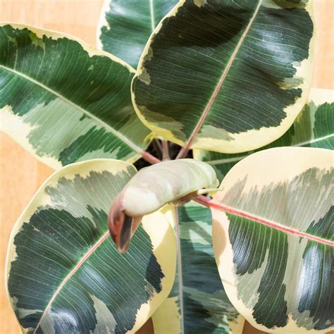Ficus Tineke Houseplant Care And Growing Guide