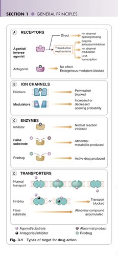 ch 3 molecular aspects of how drugs work flashcards quizlet