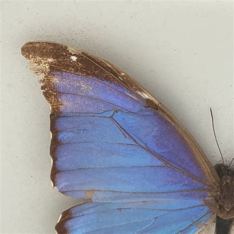 Godarts Blue Morpho Vintage Lepidoptera Specimen