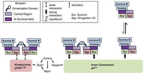 Model For The Role Of Dimerization In Cpc Interactions With The