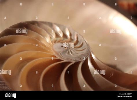 Nautilus Shell Symmetry Fibonacci Half Cross Section Spiral Golden