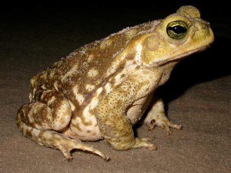 Como O Sapo Cururu Se Locomove Retoedu