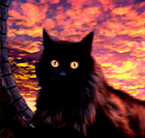 Schwarze Katzen Auf S 130 Animierte Bilder Mit Schwarzem Fell