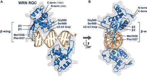 Dna Helicase Dna Helicases Play An Essential Role In Dna Replication