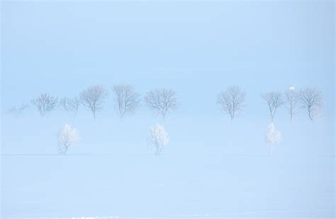 무료 이미지 경치 나무 집 밖의 분기 눈 감기 하늘 화이트 바람 서리 대군 날씨 겨울 왕국 푸른