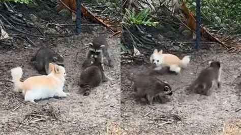 숲에서 새로운 친구들을 만난 치와와의 귀여운 반응 우리 같이 놀자 네이트뷰