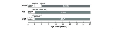Experimental Timeline For Establishing The Three Ckd Mbd Models