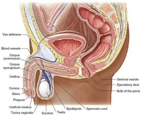 Male Genitourinary Examination Flashcards Quizlet