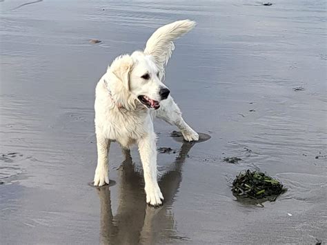Lexie At The Beach Rrarepuppers