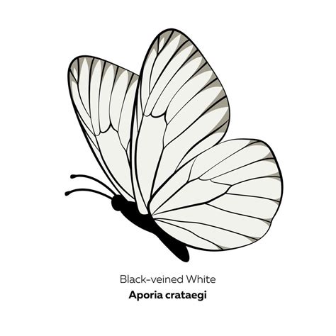 Butterfly Side View Drawing