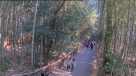 京都 嵯峨嵐山の竹林 京都府京都市右京区の現在の映像 全国世界のライブカメラ