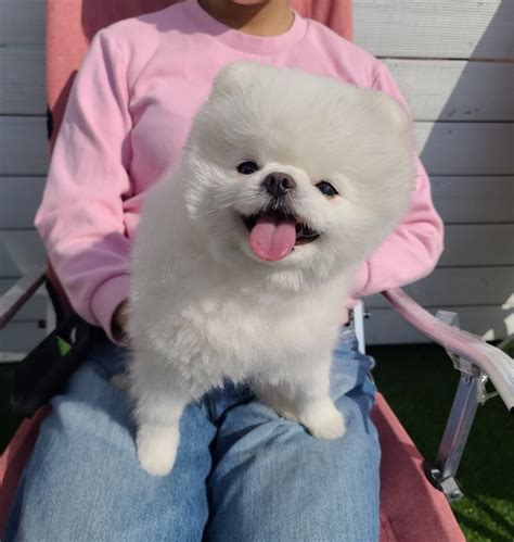 포메라니안 모찌 강아지 책임분양 ♥분양완료 아이조아통합요양센터 강아지입양 고양이입양 유기견입양센터