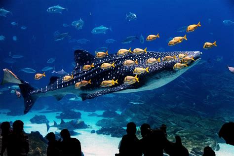 Whale Shark At Georgia Aquarium Free Photo Rawpixel