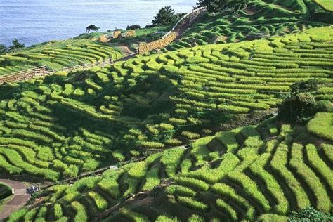 Zipang Tokio 2020「“日本農業の聖地”がここにある 世界農業遺産[能登の里山里海]の代表的な棚田 白米千枚田（しろよねせんまい