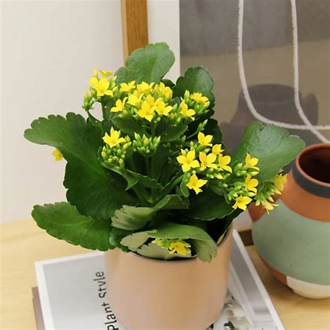 2 X Yellow Real Kalanchoe Plants Flaming Katy In 10 5cm Pots Low