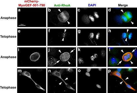 Effect Of The Myogef Carboxyl Terminal Terminal Region On Rhoa Download Scientific Diagram