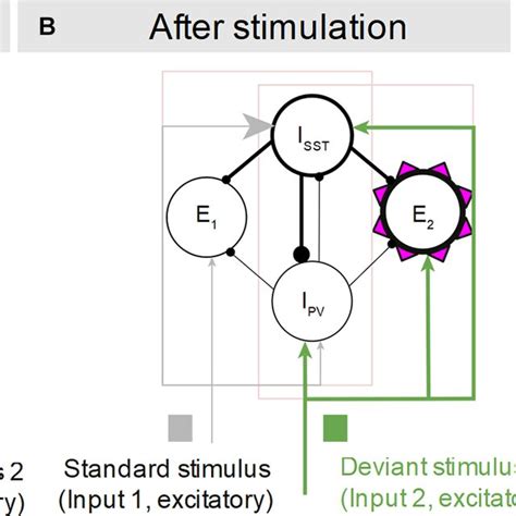 Hypothetical Model Of Mismatch Negativity Microcircuitry Based On Download Scientific Diagram