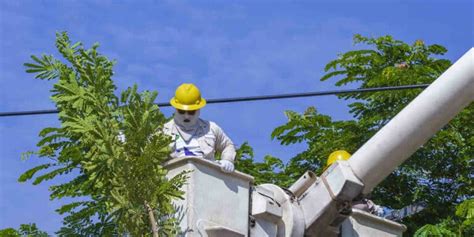Who Is Responsible For Trimming Trees Near Power Lines