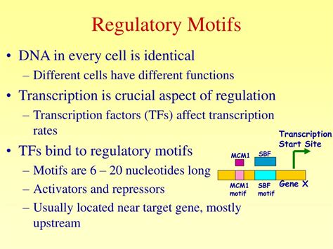 ppt local multiple sequence alignment sequence motifs powerpoint