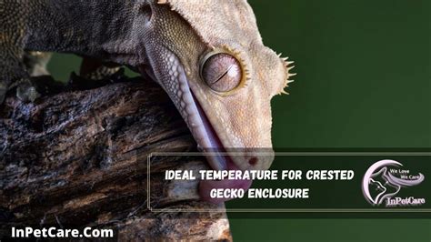 What Temperature Do Crested Geckos Need 2022 Review