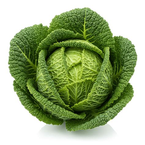 Green Cabbage Health Benefits And Delicious Recipes Chefadora