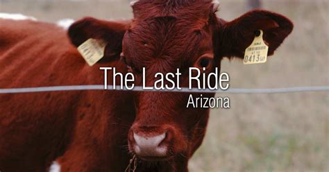 Exploring Bos Indicus Beef Cattle Breeds The Last Ride