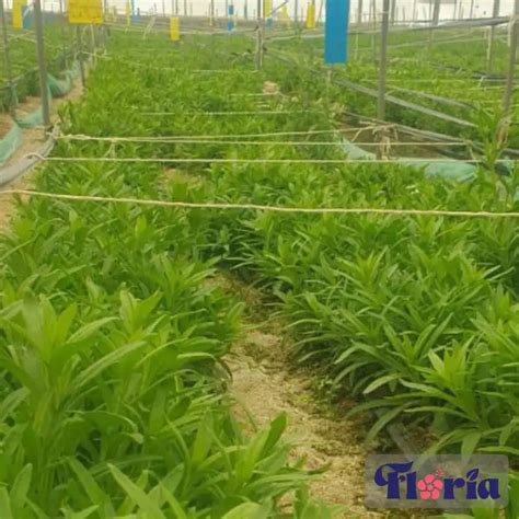 نشا ورونیکا گلخانه فلوریا