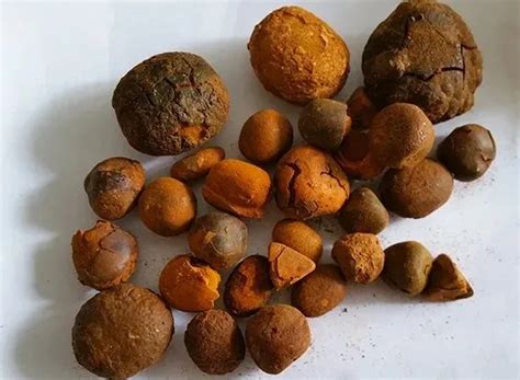 Ox Cow Bladder Gallstones 100 Whole Stones Available Buy Cow Gall
