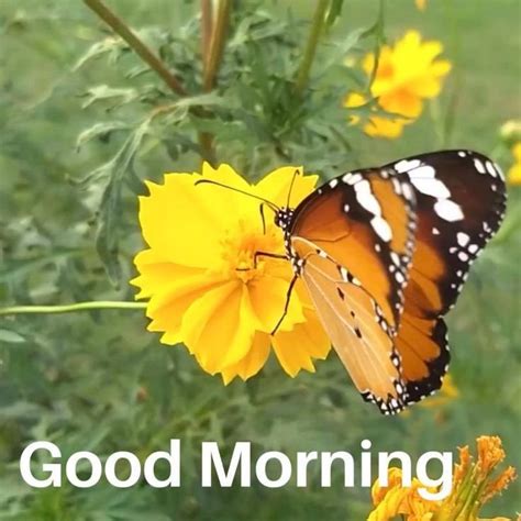 Butterfly Good Morning Pictures