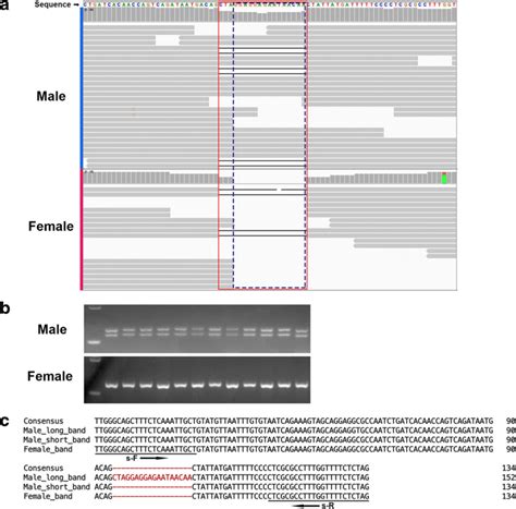 Isolation Of A Male Specific Marker A Visualization Of The Download Scientific Diagram