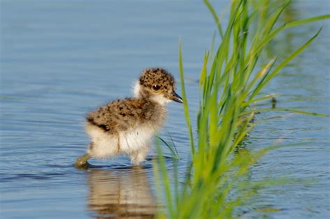 ケリの雛 野鳥撮影や風景花の写真