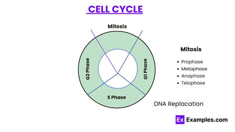 Cell Cycle Definition Phases Principles Techniques Applications