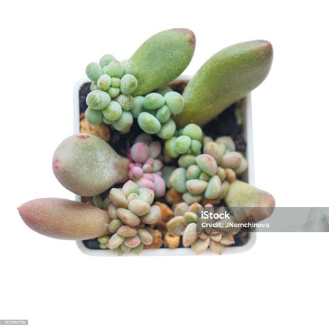 잎에서 다육 식물을 번식시킵니다 Echeveria 돌나물 및 Pachyphytum 냄비에 장미 꽃 배열 원예 0명에 대한 스톡
