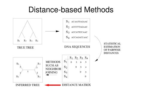 Ppt Introduction To Phylogenetic Estimation Algorithms Powerpoint
