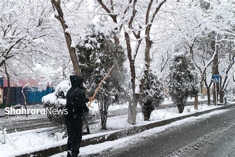 برف تکانی درختان مشهد بعد از بارش سنگین برف ۱۳ بهمن ۱۴۰۲ شهرآرانیوز