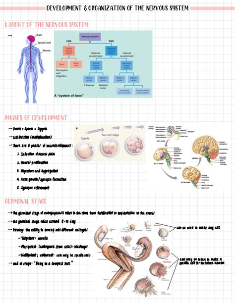 Development And Organization Of The Nervous System Deprecated Api Usage The Svg Back End Is