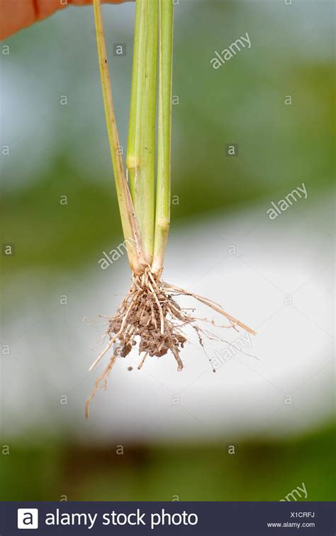 Fibrous Root High Resolution Stock Photography And Images Alamy