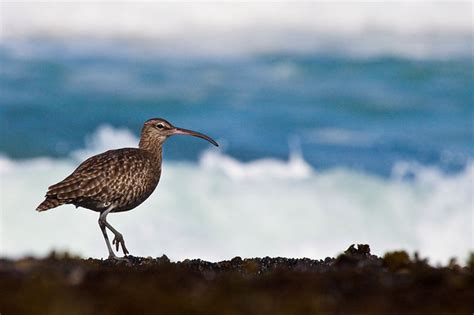 Tides Near Me An Essential Ios And Android App For Coastal Videography