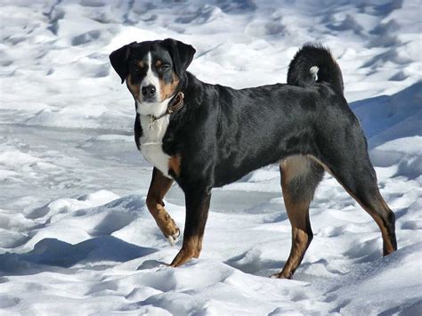 Appenzeller Sennenhund Die Offizielle Website Für Vdh Welpen