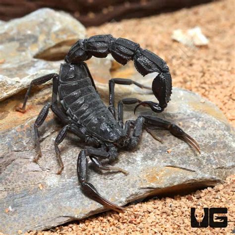 Scorpions Vinegaroons And Whiptails For Sale Underground Reptiles