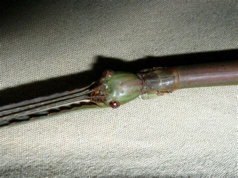 An Insect That Looks Like A Stick Pics