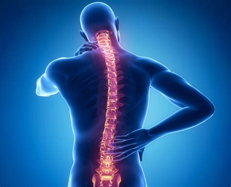 Your Spinal Cord Can Control Complex Motor Functions