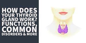 How Does Your Thyroid Gland Work What You Should Know